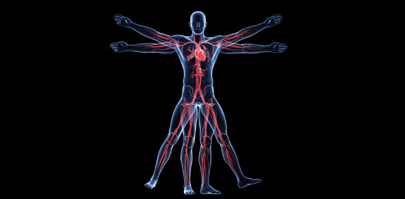 Anatomy And Physiology Final Exam Questions And Answers ProProfs Quiz